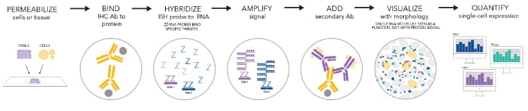 Dual ISH-IHC: Better Together | Bio-Techne