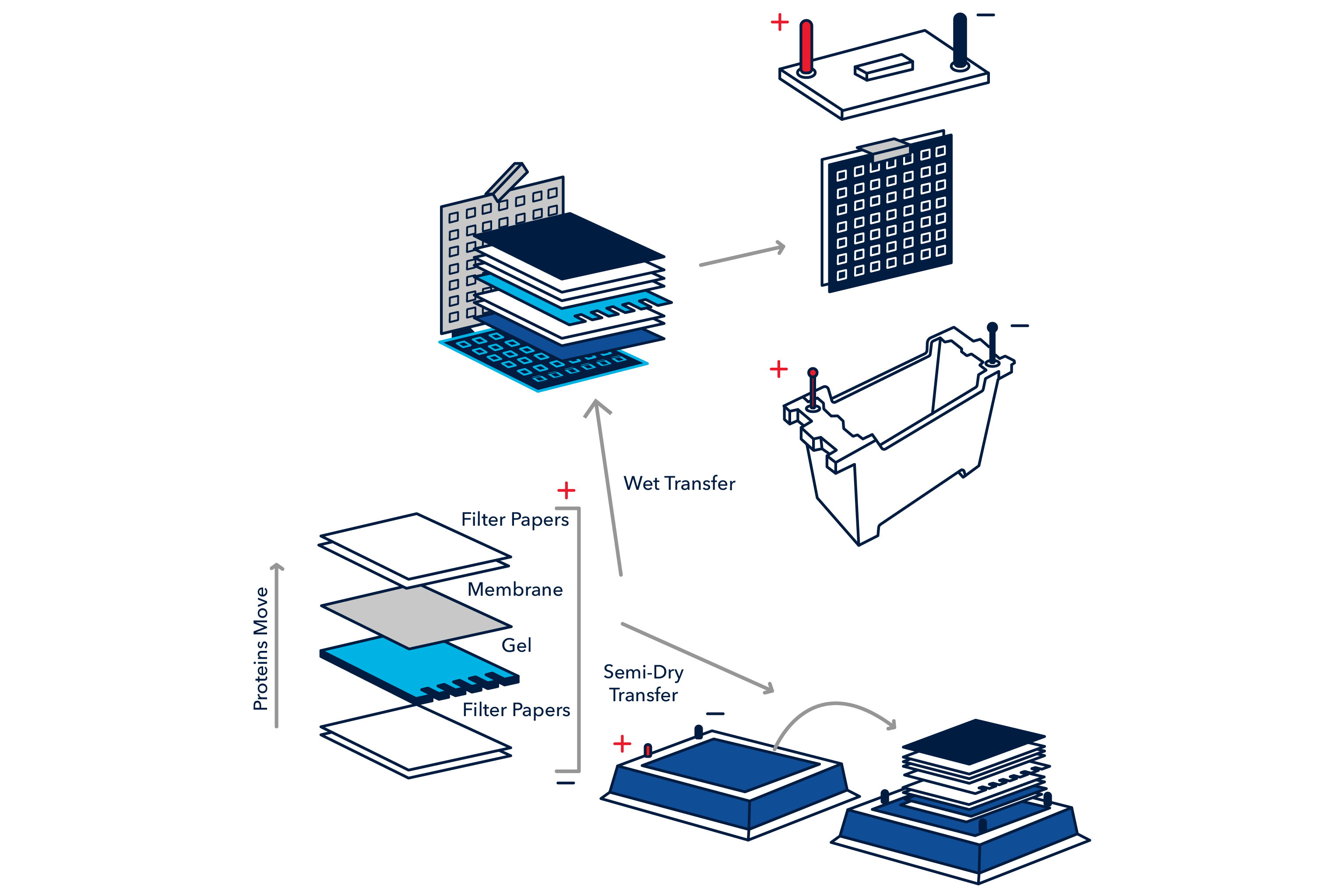 Protein Transfer from Gel to Membrane in Western Blot | Bio-Techne