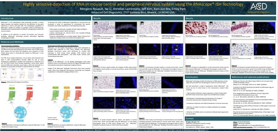 mouse peripheral nervous system