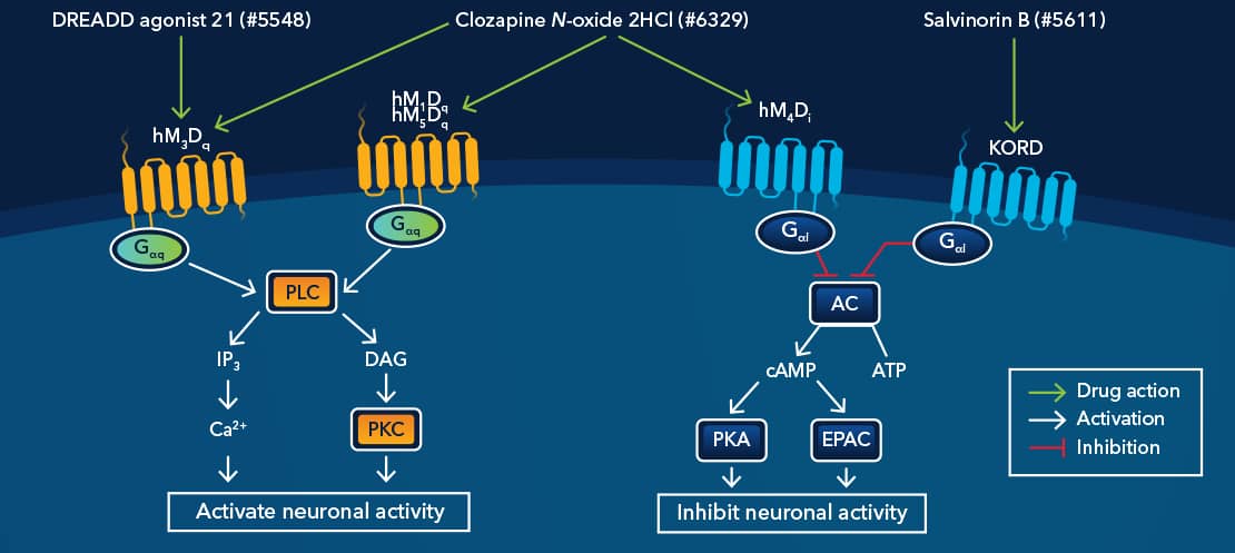 Chemogenetics | Bio-Techne
