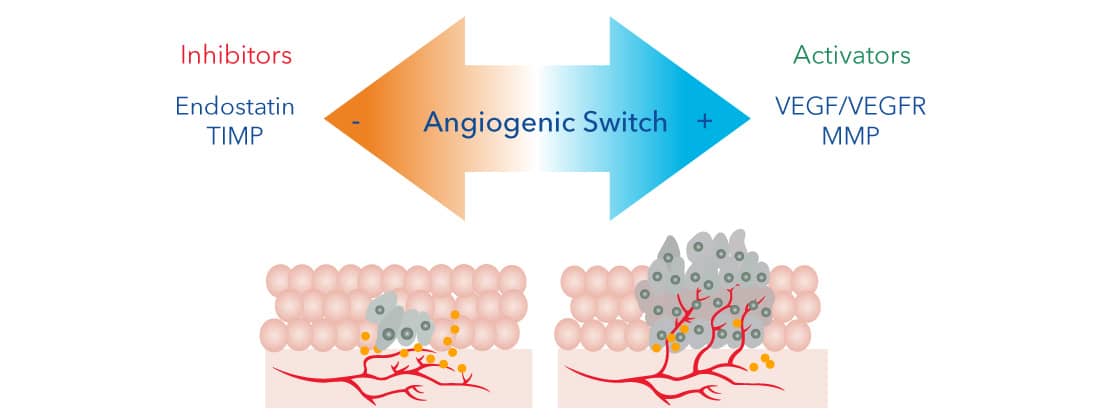 Angiogenesis in Cancer
