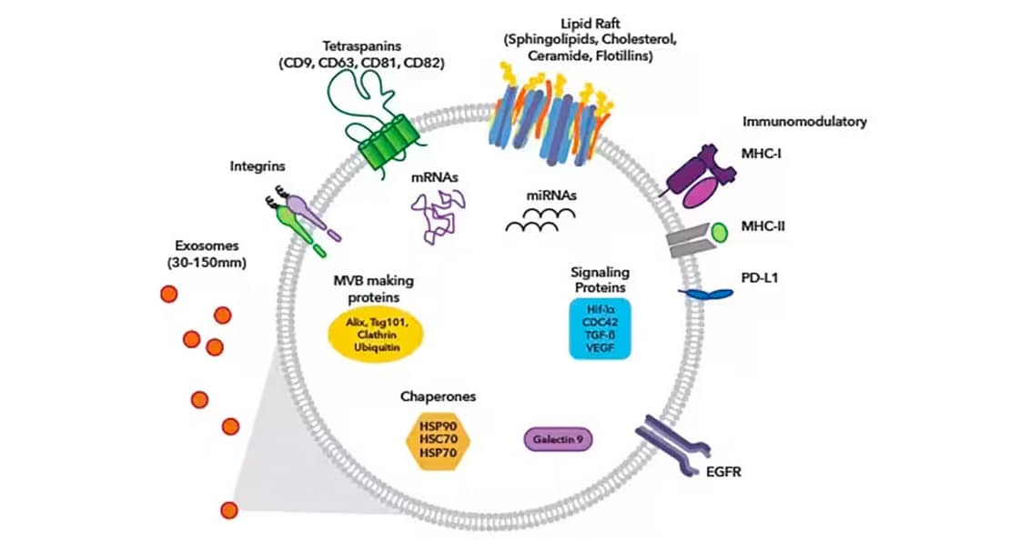 Exosomes | Bio-Techne