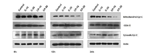 Mitochondrial Markers