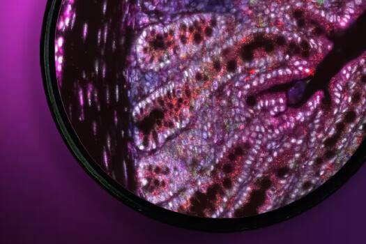 Discover Solutions for Neuroscience | Bio-Techne