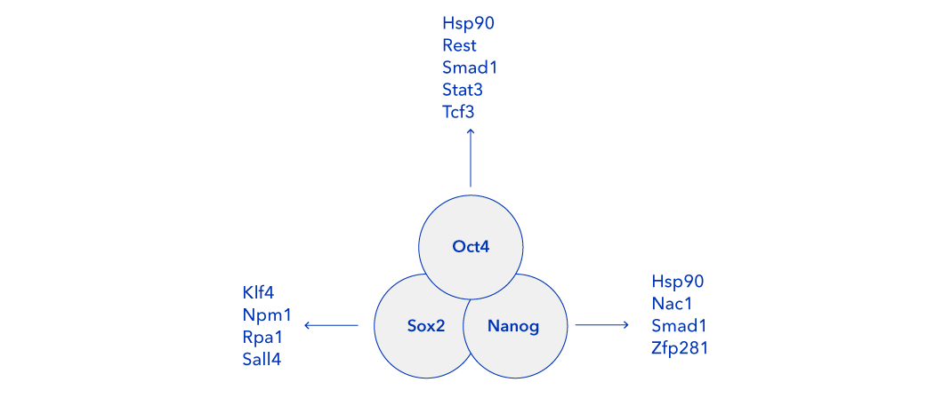 Stem Cell Signaling Pathway