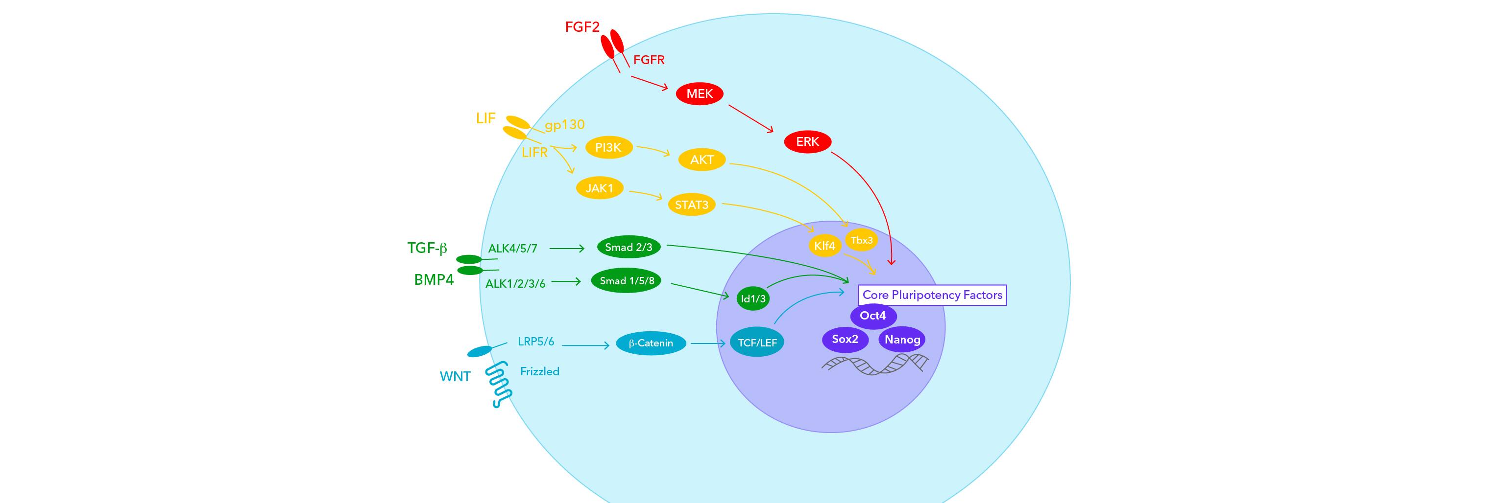 Stem Cell Signaling Pathway