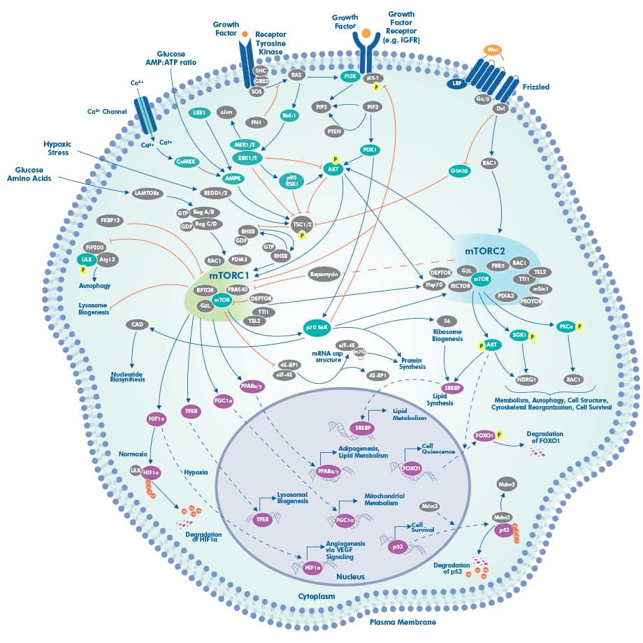 mTOR Signaling Pathwayy | Bio-Techne