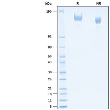 Recombinant SARS-CoV-2 L18F B.1.351 Spike GCN4-IZ Protein CF (10785-CV) by R&D Systems, Part of ...