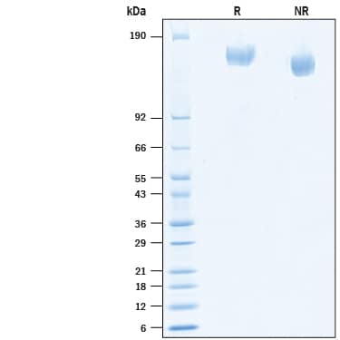 Recombinant SARS-CoV-2 B.1.525 Spike GCN4-IZ His Protein, CF (10794-CV) by R&D Systems, Part of ...
