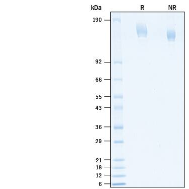 Recombinant SARS-CoV-2 A.27 Spike GCN4-IZ His-tag Protein CF (10845-CV) by R&D Systems, Part of ...
