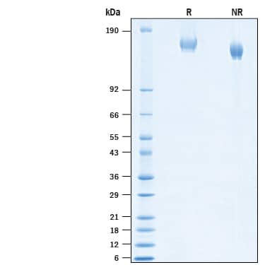 Recombinant SARS-CoV-2 B.1.1.318 Spike GCN4-IZ Protein, CF (10856-CV) by R&D Systems, Part of ...