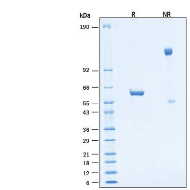 Recombinant SARS-CoV-2 B.1.617.1 Spike RBD Fc Protein, CF (10906-CV) by R&D Systems, Part of Bio ...