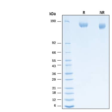 Recombinant SARS-CoV-2 B.1.1.529 S (GCN4-IZ) His Protein, CF (11061-CV) by R&D Systems, Part of ...
