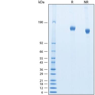 Recombinant SARS-CoV-2 BA.2.75 S (GCN4-IZ) His Protein, CF (11260-CV) by R&D Systems, Part of ...