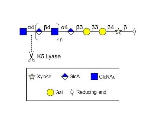 Recombinant Coliphage K5 Lyase His-tag Protein, CF (11384-K5) by R&D ...