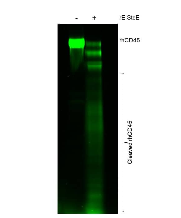 Recombinant Escherichia coli Metalloprotease/StcE His, CF (11406-MP) by ...
