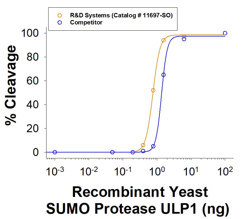 Recombinant S. cerevisiae SUMO Protease ULP1 His Protein, CF (11697-SO ...
