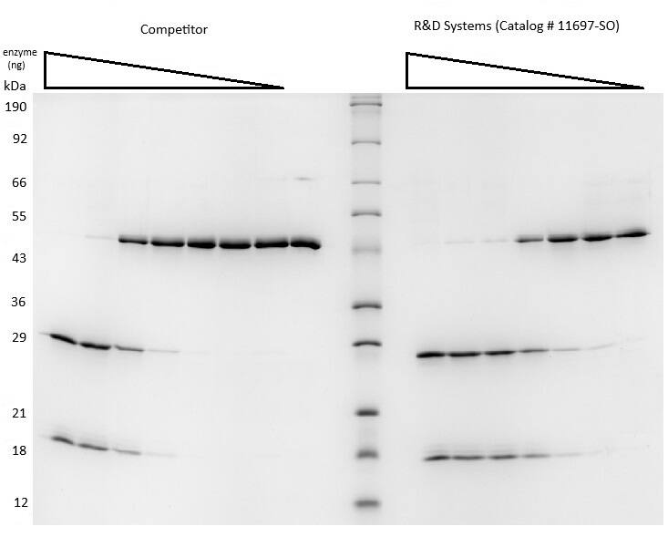 Recombinant S. cerevisiae SUMO Protease ULP1 His Protein, CF (11697-SO ...