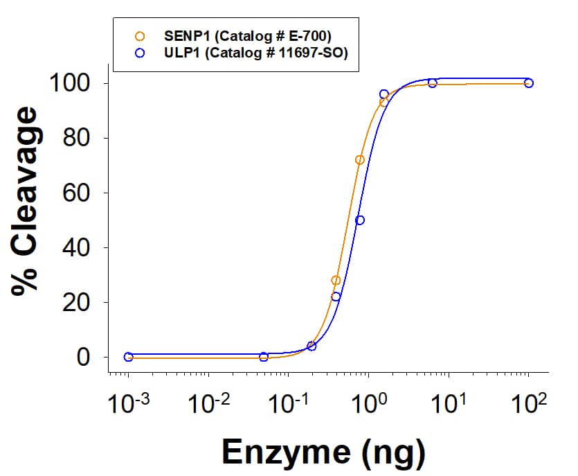 Recombinant SUMO-GFP Protease Substrate Protein, CF (11698-SO) by R&D ...