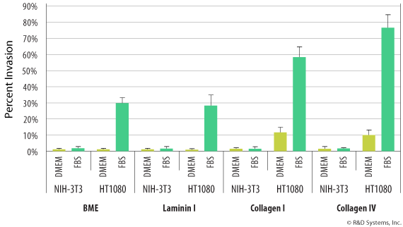 Cultrex Basement Membrane Extract Cell Invasion Assay, 96-well (3455 ...