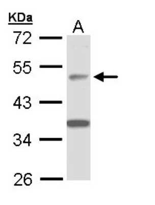 APBB3 Antibody - BSA Free (NBP1-33014) by Novus, Part of Bio-Techne