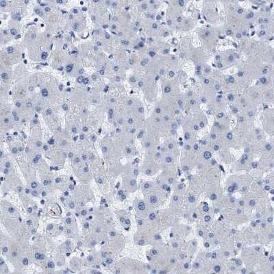 APOBEC2 Antibody - BSA Free (NBP1-88848) by Novus, Part of Bio-Techne