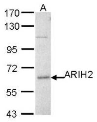 ARIH2 Antibody (NBP1-31044) | Bio-Techne