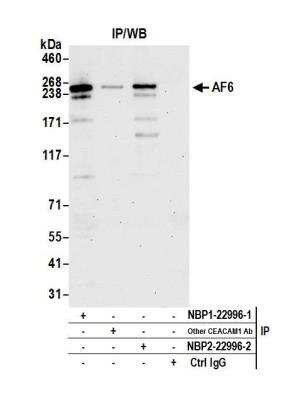 Afadin/AF-6 Antibody - BSA Free (NBP1-22996) by Novus, Part of Bio-Techne