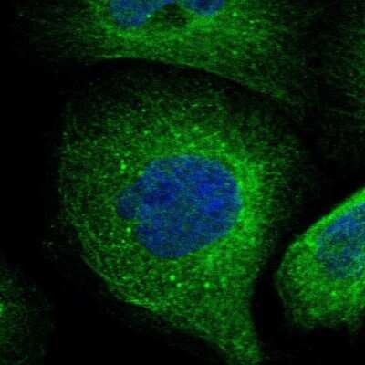 Alpha Fodrin Antibody - BSA Free (NBP1-89460) by Novus, Part of Bio-Techne