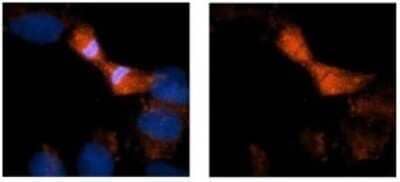 Alpha Fodrin Antibody - BSA Free (NBP1-53093) by Novus, Part of Bio-Techne