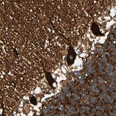 Alpha Fodrin Antibody - BSA Free (NBP1-89460) by Novus, Part of Bio-Techne