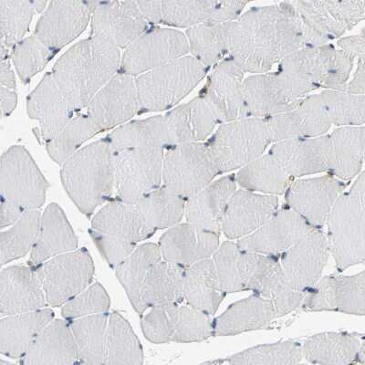 Alpha Fodrin Antibody - BSA Free (NBP1-89460) by Novus, Part of Bio-Techne