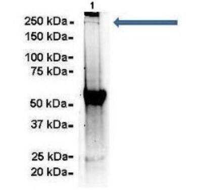 Alpha Fodrin Antibody - BSA Free (NBP1-53093) by Novus, Part of Bio-Techne