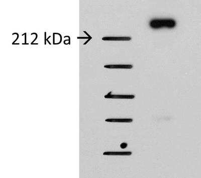 Alpha Fodrin Antibody - BSA Free (NBP1-53093) by Novus, Part of Bio-Techne