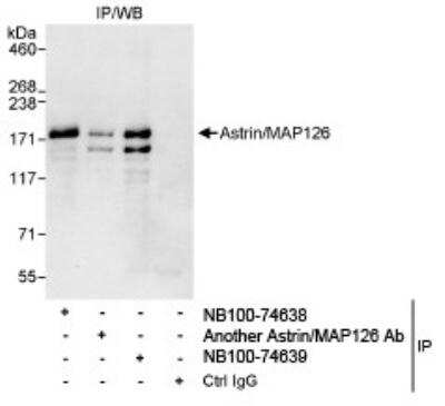 Astrin Antibody - BSA Free (NB100-74638) by Novus, Part of Bio-Techne