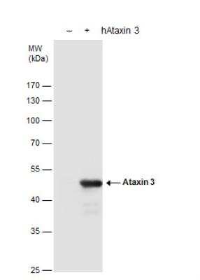Ataxin-3 Antibody - BSA Free (NBP1-32083) by Novus, Part of Bio-Techne