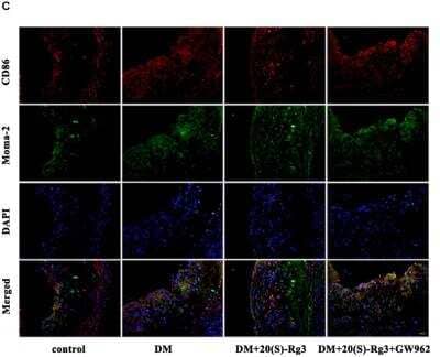 B7-2/CD86 Antibody (BU63) (NBP2-25208) by Novus, Part of Bio-Techne