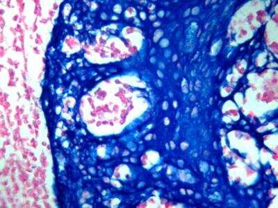 BLUE HRP Staining Kit (Colorimetric) (NBP3-12182) by Novus, Part of Bio ...