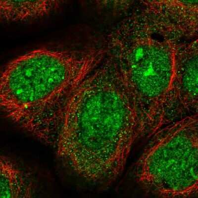 CAPS2 Antibody (NBP1-85855) by Novus, Part of Bio-Techne