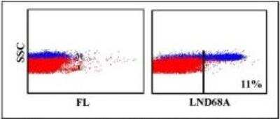 CD163 Antibody (LND68A) (NBP2-60845) by Novus, Part of Bio-Techne