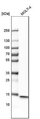 CD3 zeta Antibody (NBP1-85750) by Novus, Part of Bio-Techne
