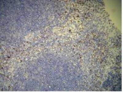 CD7 Antibody (C21-Q) (NBP1-79080) by Novus, Part of Bio-Techne