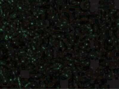 CIDEA Antibody - BSA Free (NBP1-76951) | Bio-Techne