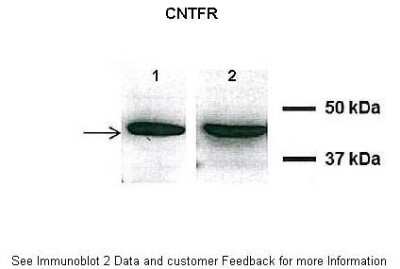 CNTFR Antibody - BSA Free (NBP1-68943) by Novus, Part of Bio-Techne