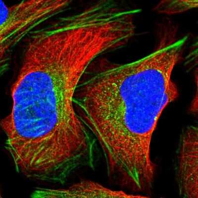CRTAP Antibody - BSA Free (NBP1-94105) by Novus, Part of Bio-Techne