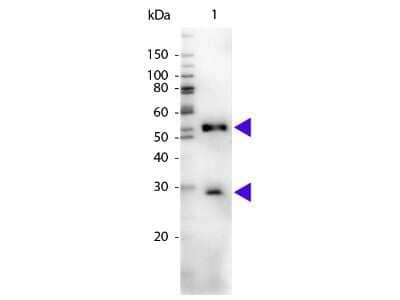 Chicken anti-Mouse IgG (H+L) Secondary Antibody [HRP] (NBP1-73541) by ...
