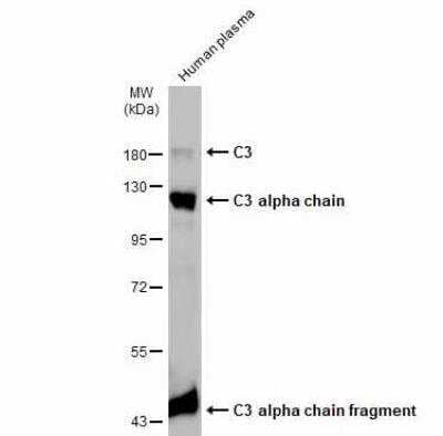 Complement C3 Antibody (NBP1-32080) by Novus, Part of Bio-Techne