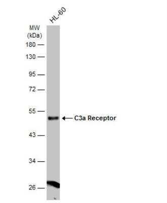 Complement Component C3aR Antibody (NBP2-15649) by Novus, Part of Bio ...