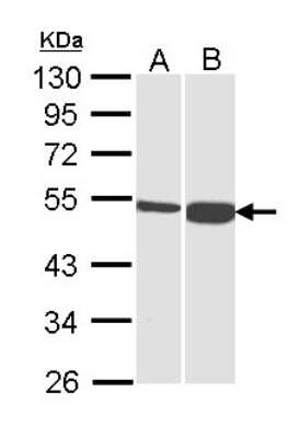 DBT Antibody (NBP1-31760) | Bio-Techne