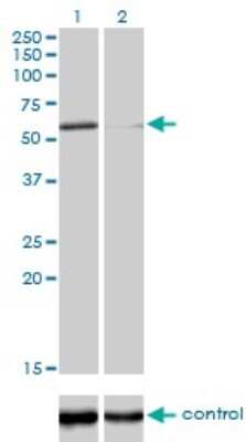 DNA Polymerase Kappa Antibody (6F2) - Azide and BSA Free (H00051426-M01 ...